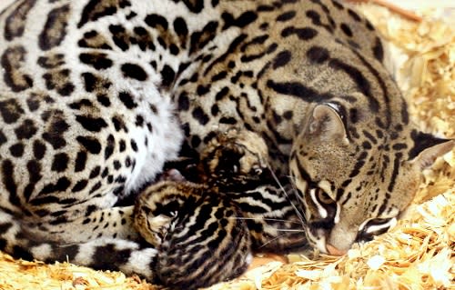 Ocelot Kittens Born at North Carolina Zoo