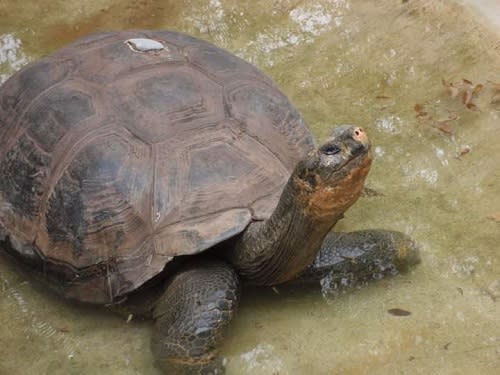 Iconic Tortoise from North Carolina Zoos Past Dies in Florida