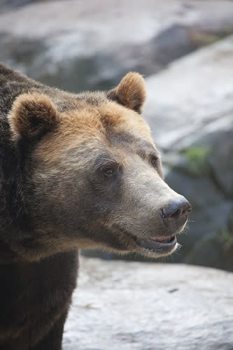 Its a Bear-y Good Saturday to Visit the North Carolina Zoo