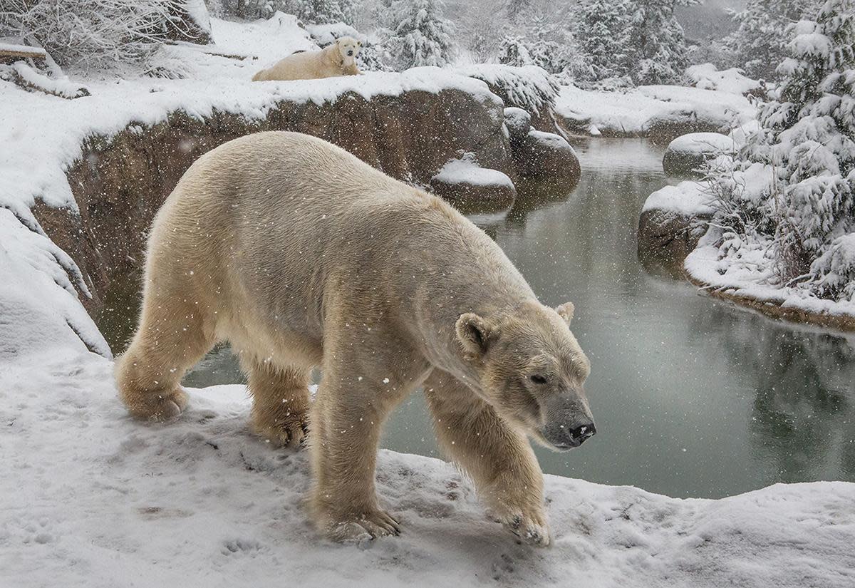 Snow Day Means Snow Play for Nikita and Anana North Carolina Zoo to ...