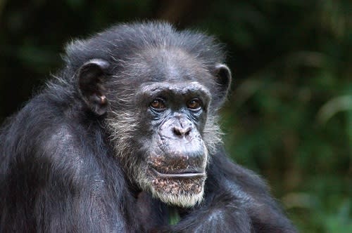 North Carolina Zoo Announces Chimp Maggie Passes Away at 46
