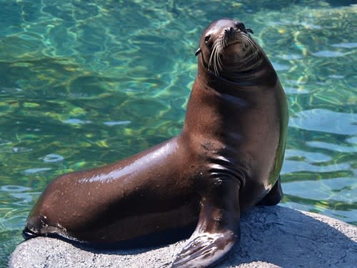 California Sea Lion Diesel Passes Away at North Carolina Zoo