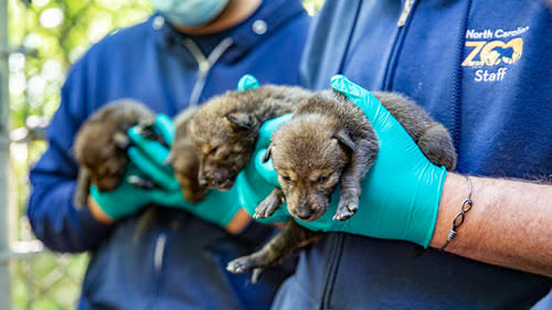 North Carolina Zoo Announces Three Litters of Red Wolves Born in Span ...