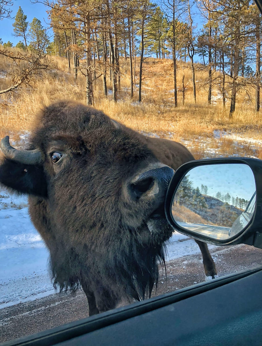 Winter Fun In Custer State Park