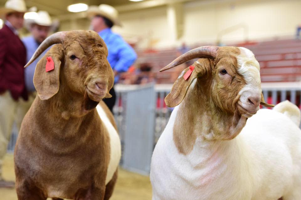 JABGA Cowboy Country Area 2 Regional Show comes to the Payne County ...