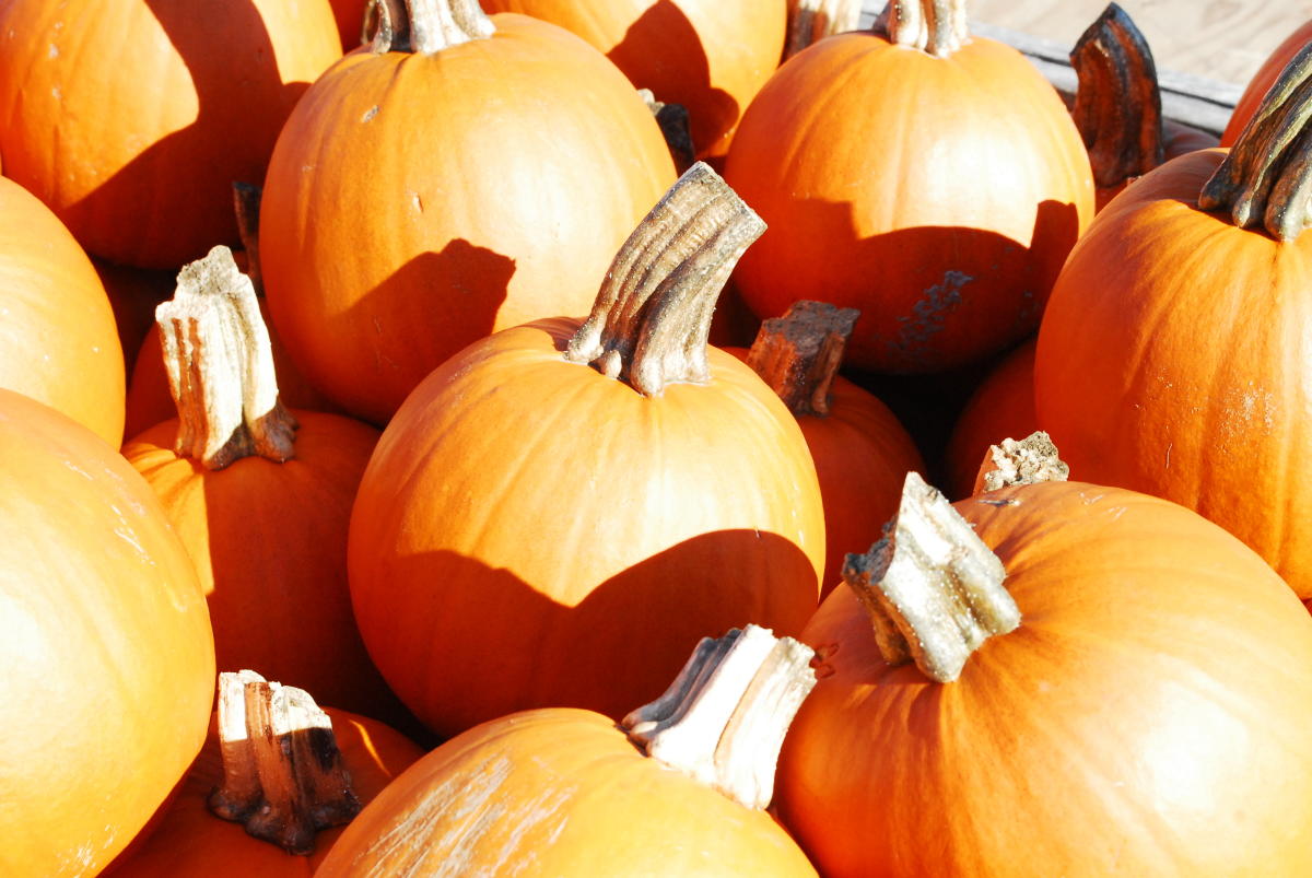 Pick Your Own Orchards & Farms in Rhode Island