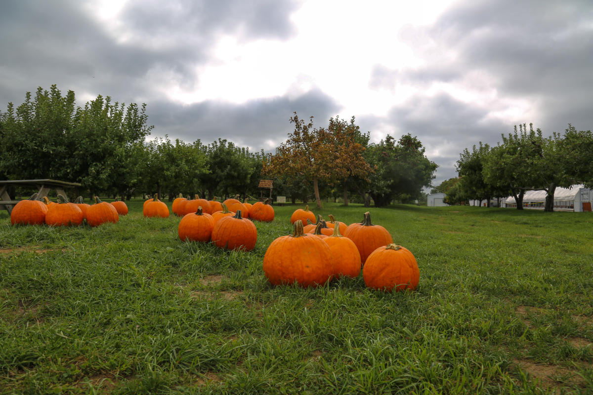 Pick Your Own Apples | Fall Fun in Rhode Island