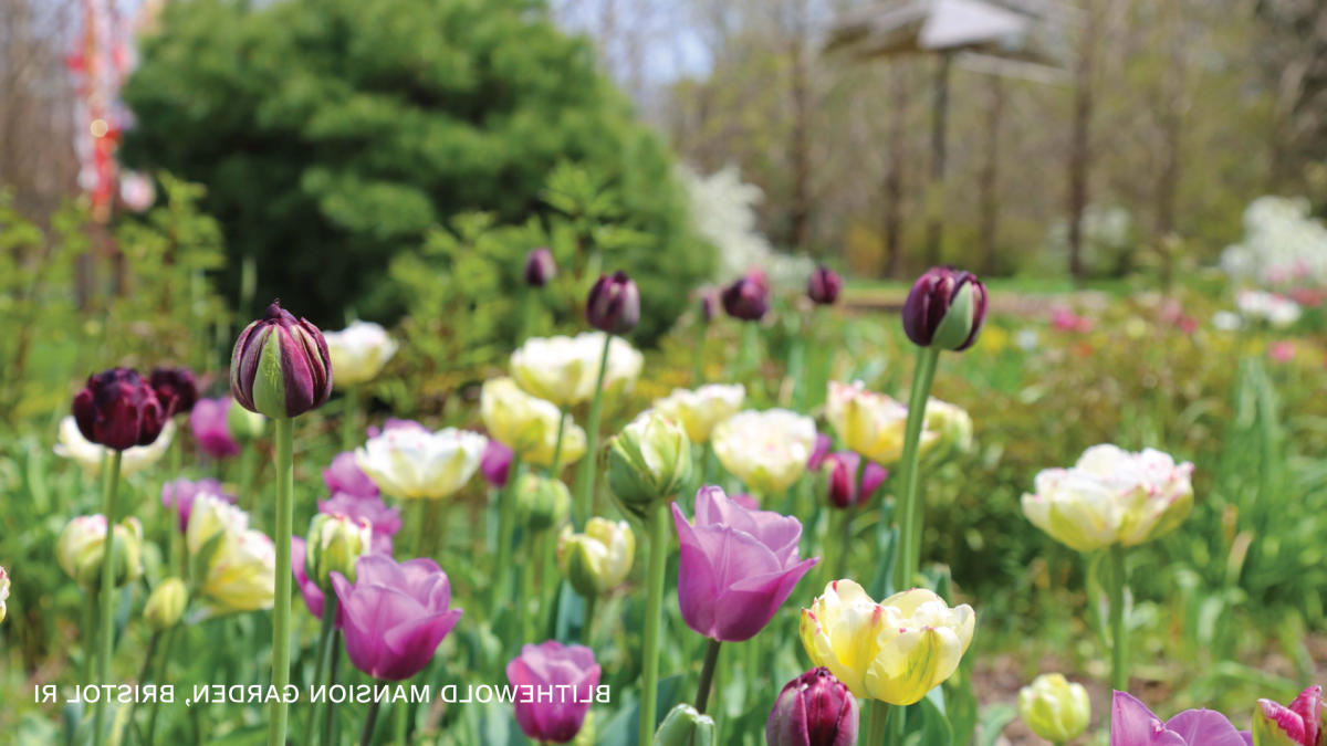 Rhode Island Spring Zoom Backgrounds