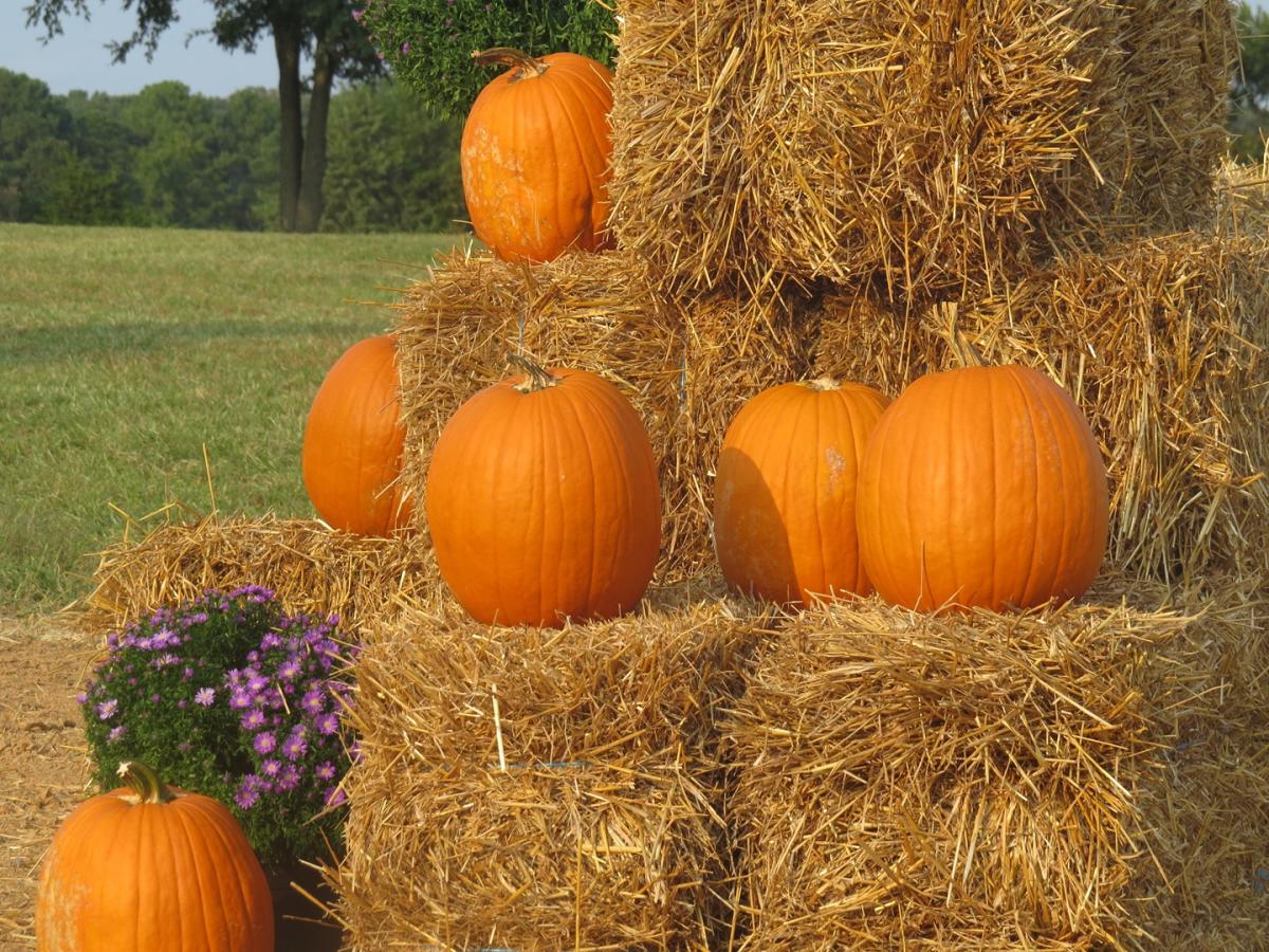 Festivals & Events in Richmond, VA | Fall Festivities Guide