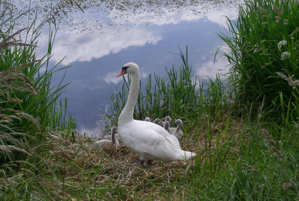 Birds on the Thames Path