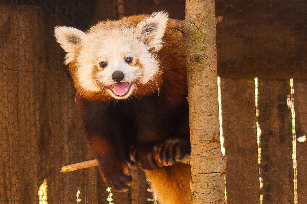 Roanoke Zoos & Nature | Mill Mountain Zoo & Natural Bridge Zoo