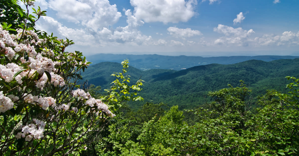 Blue Ridge Mountain Flowers | Nature Hike Exploration