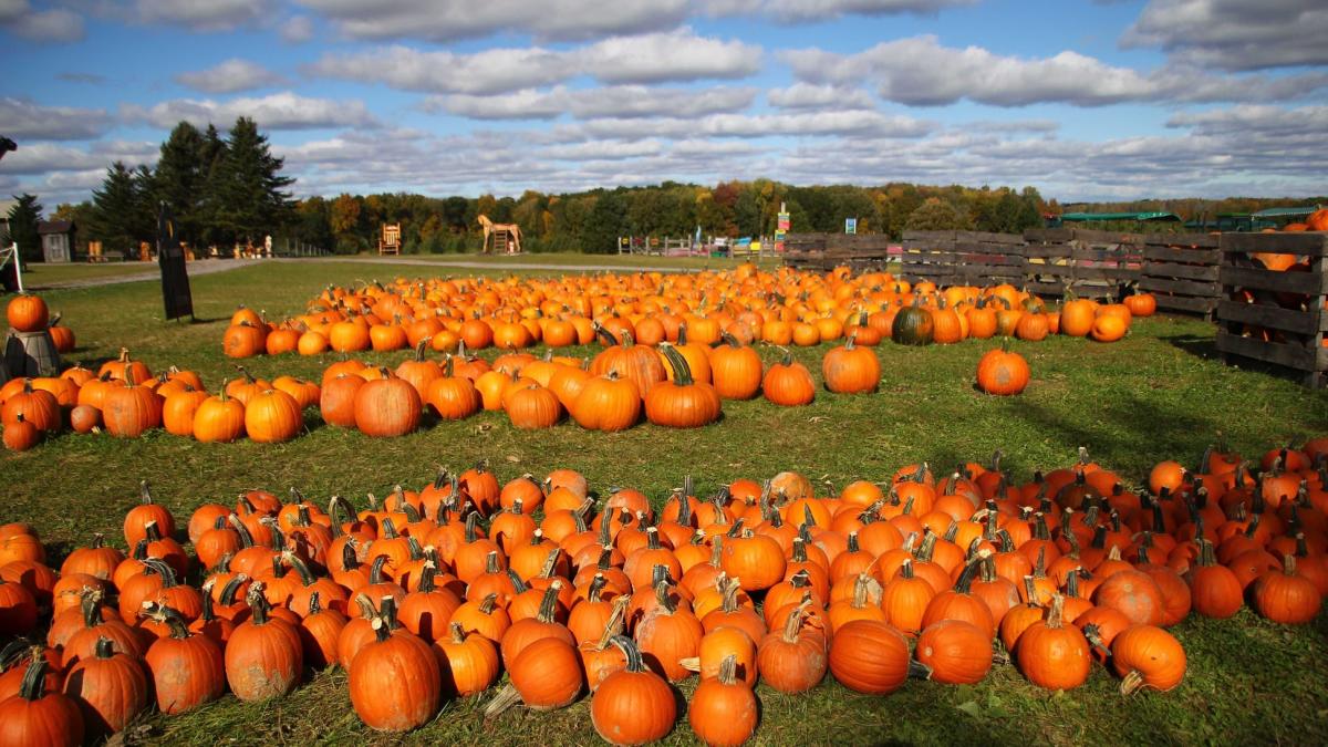 Rochester organizations work overtime to save Halloween by safe-ing ...