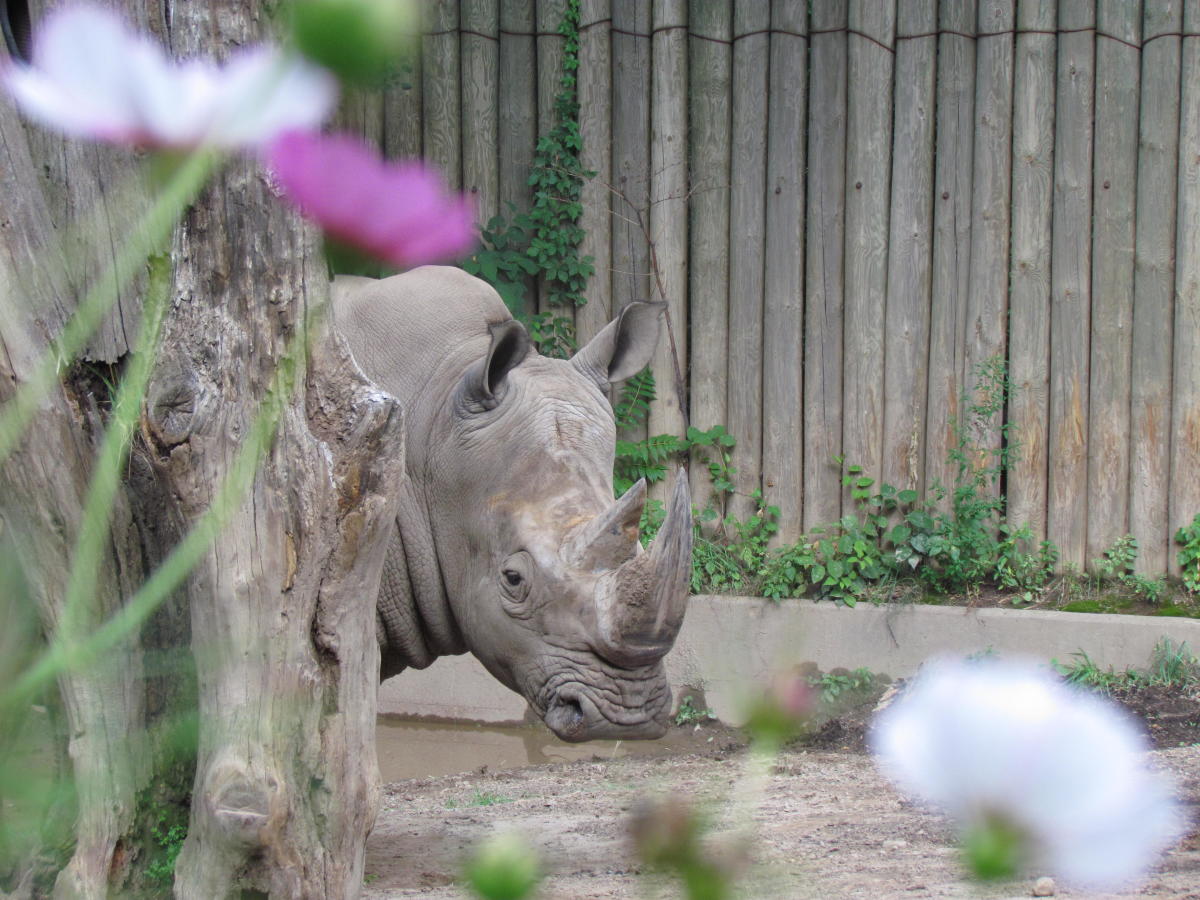 Cinco De Rhino at the Seneca Park Zoo