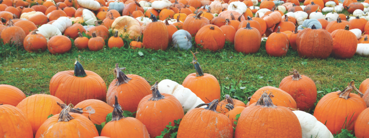 Things to Do This Fall in Rochester, NY