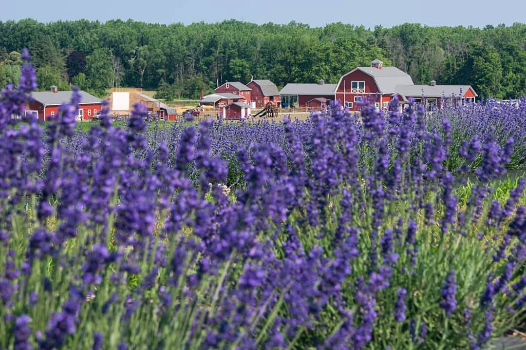 Events This Summer In Rochester, NY