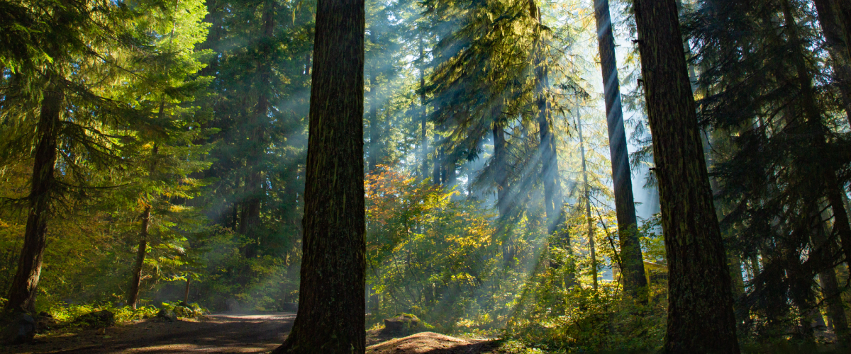 Plan your Roseburg Trip