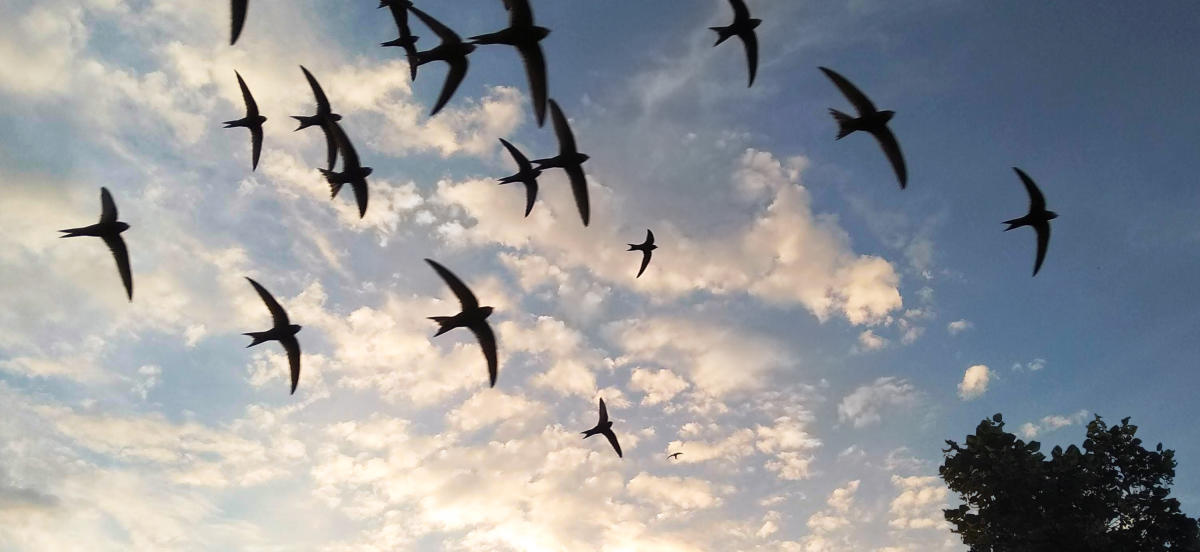 Umpqua Valley Birding