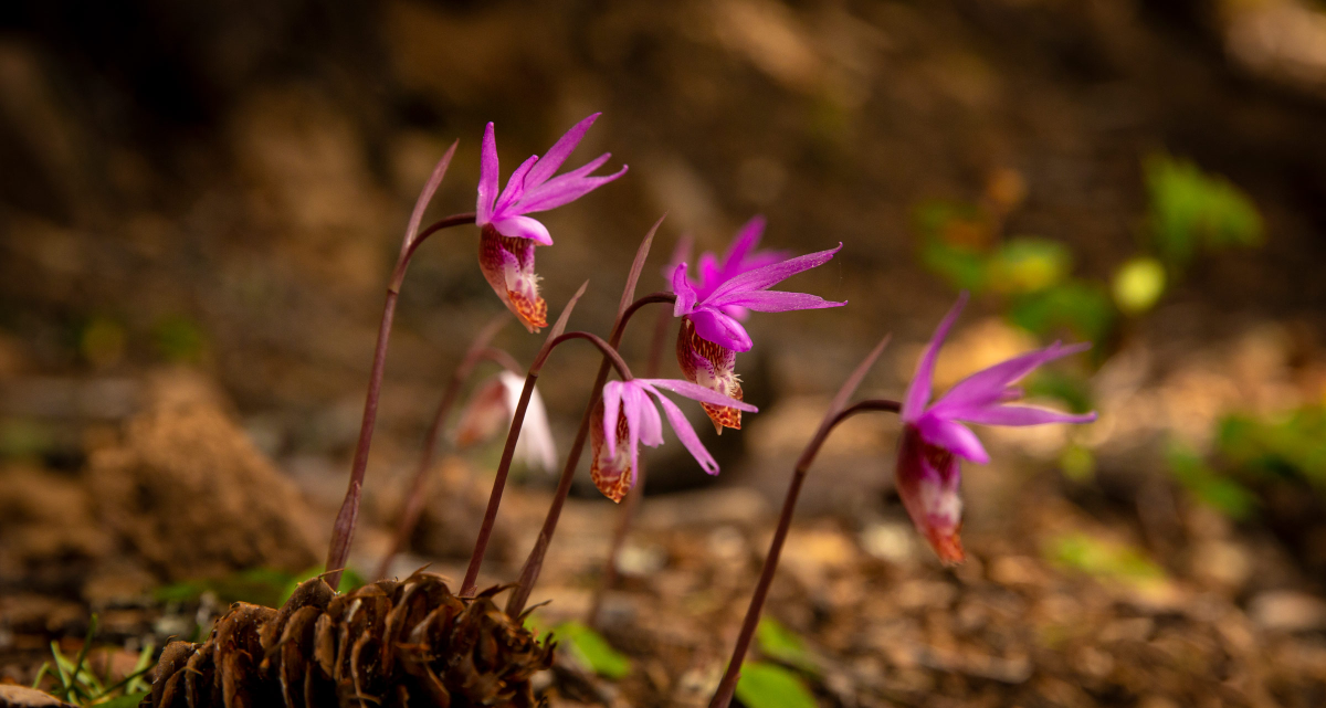Native Flora Paradise