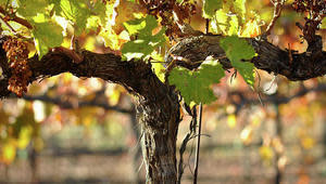 Things to Do in South Sacramento | Local Events & Dining