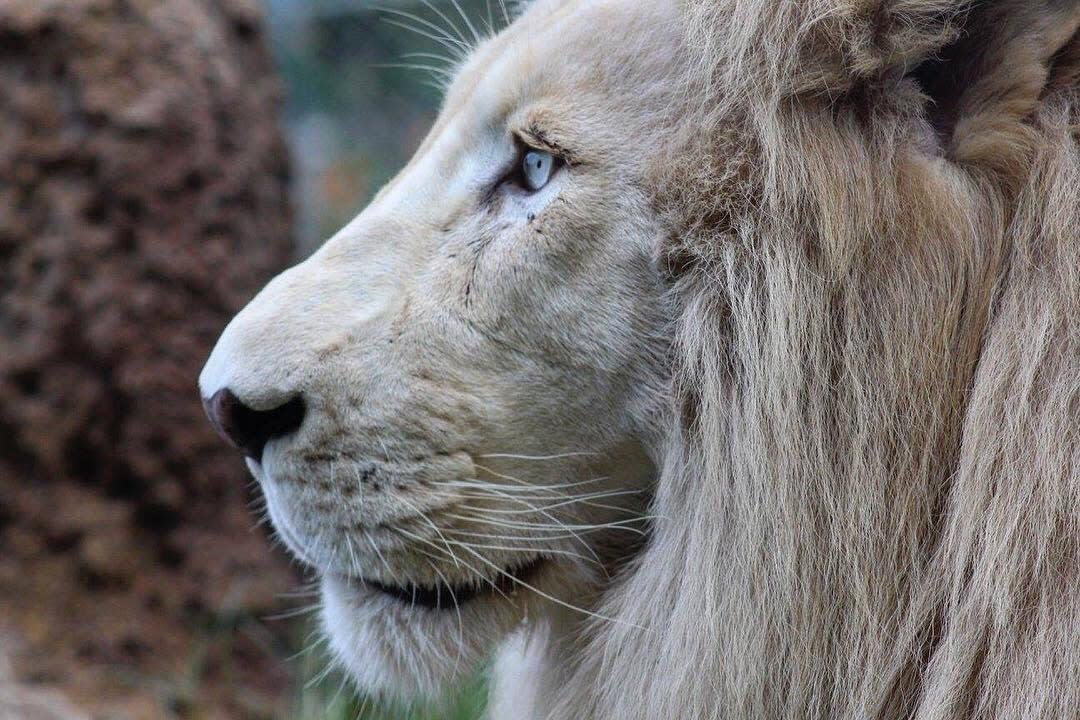 Tiger World | Endangered Wildlife Preserve in Rockwell, NC