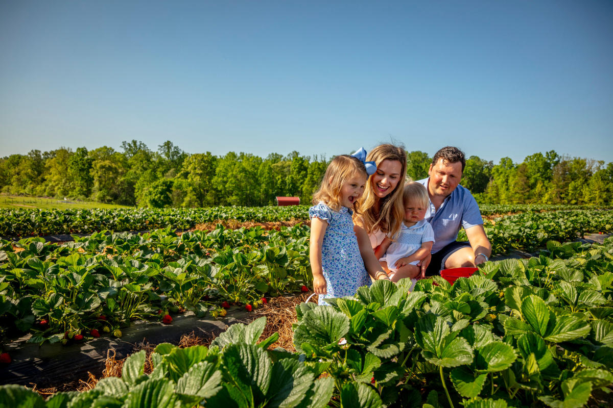 Very Berry Days at Patterson Farm