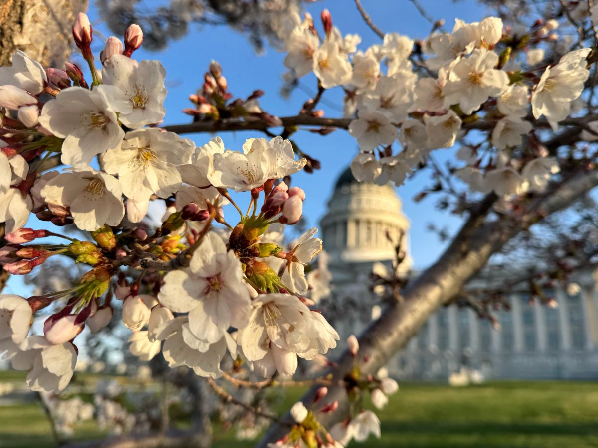 Cherry Blossoms at Utah State Capitol | Best Time to Visit