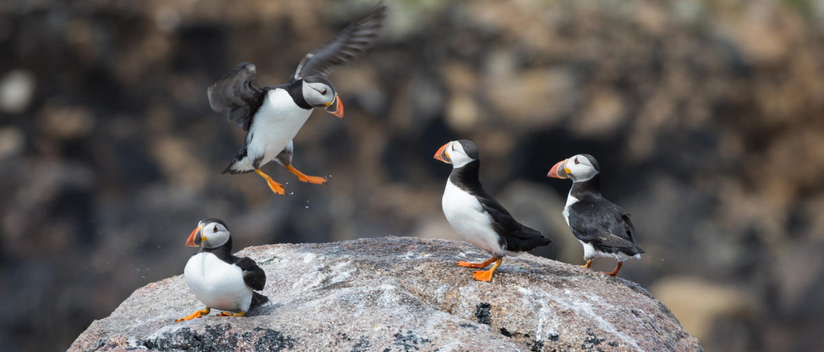 The Puffins Return