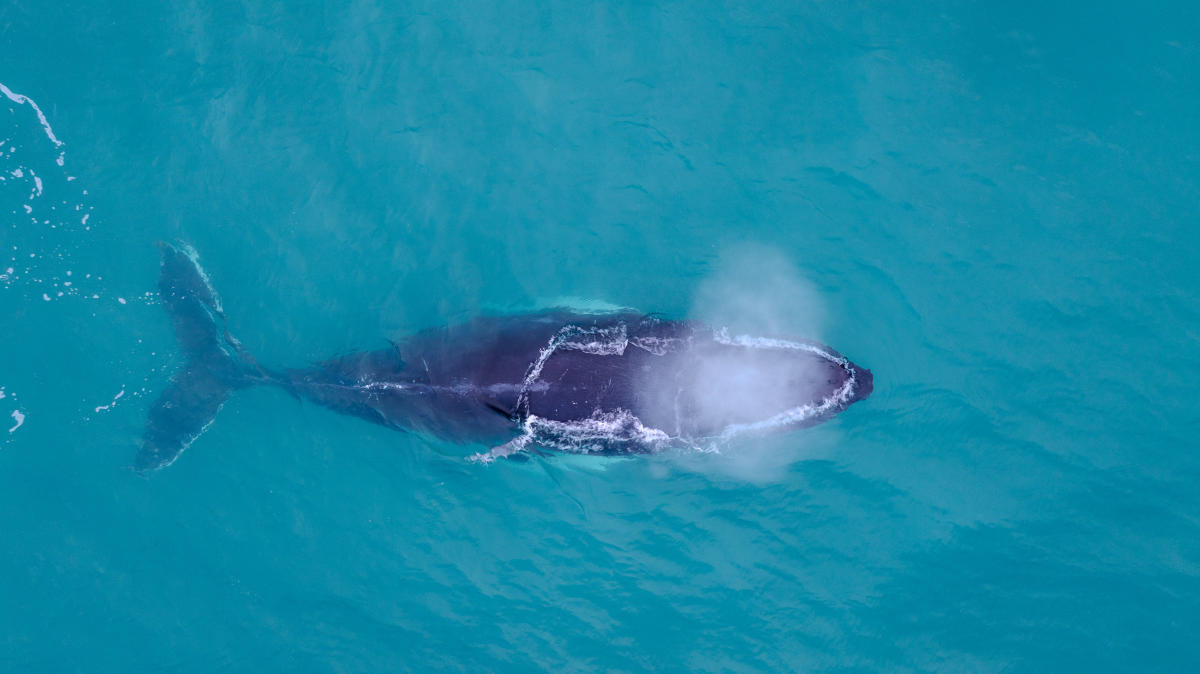 humpback whale cornwall
