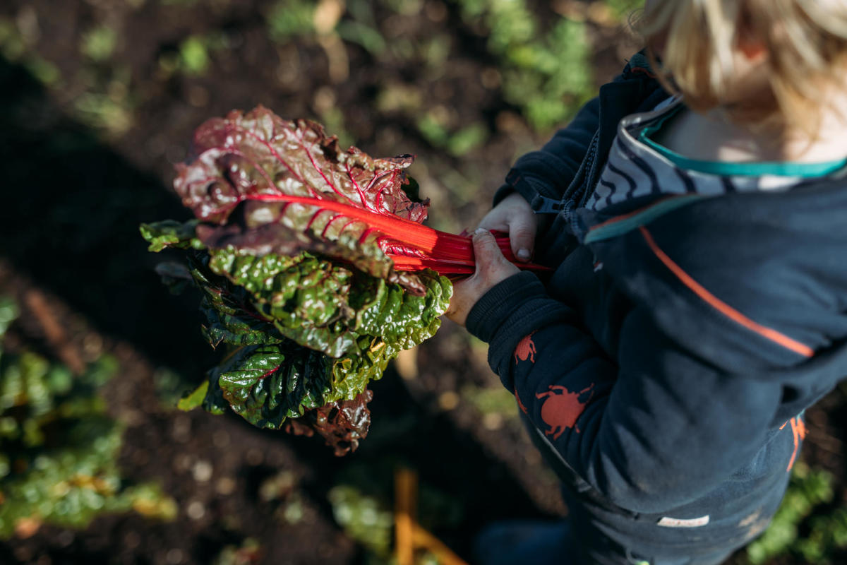 Homegrown on Scilly: Inside Life at Salakee Farm