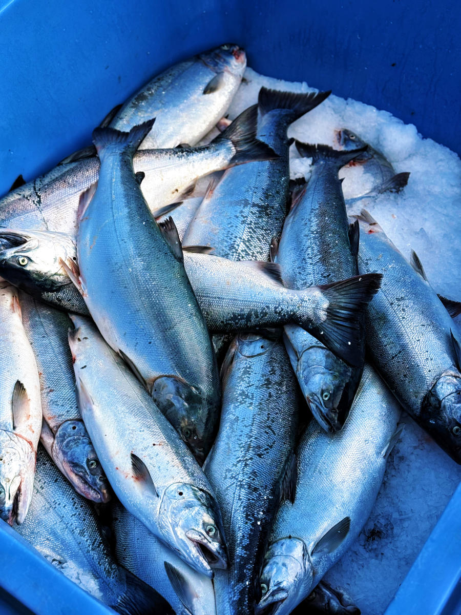70 Years Strong: The Seward Silver Salmon Derby Wrap-Up