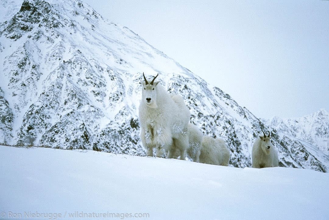 Media Resources • Visit Seward Alaska