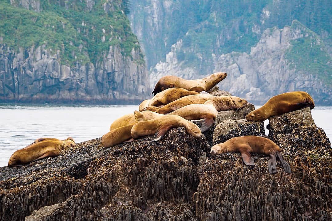 seward peninsula alaska animals