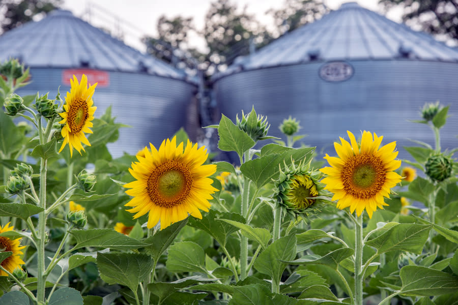 Photographers: Here’s How to Participate in Gilliam’s Annual Sunflower ...