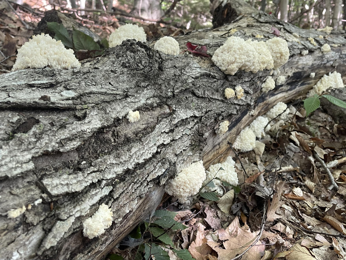 Five Fabulous Fall Fungi