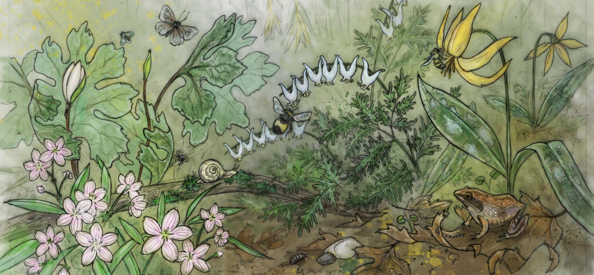 Beyond Beauty: Native Spring Wildflowers, Plants and Anishinaabe Tradition