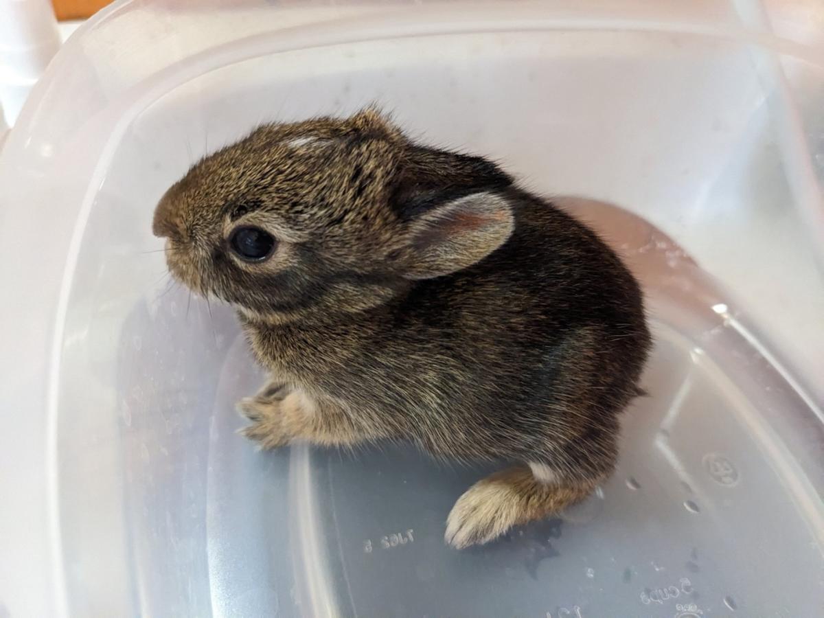 Opossums, oh my! Wildlife rehabbers take on the little ones