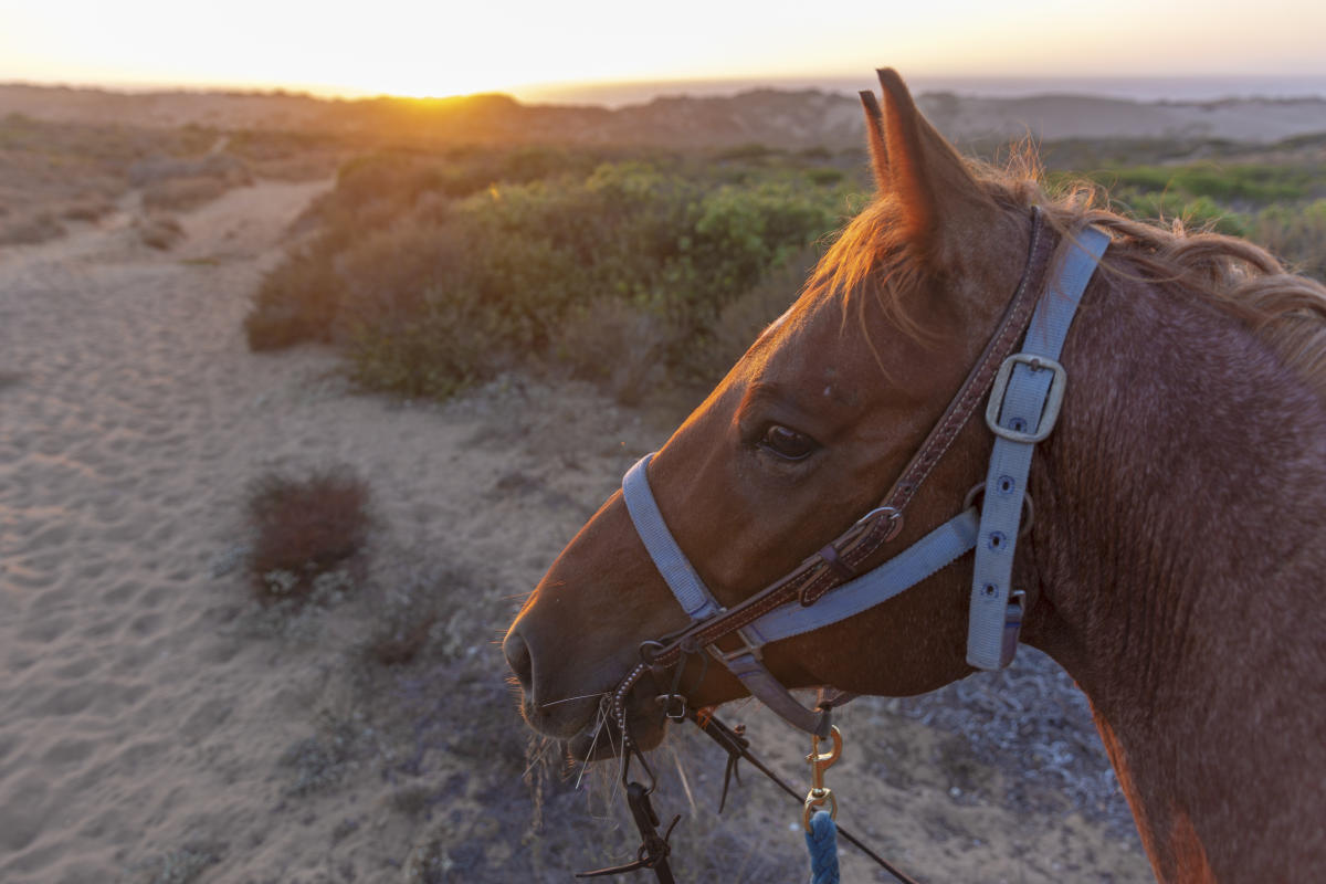 Did you see that? Meet the unexpected animals of SLO CAL.