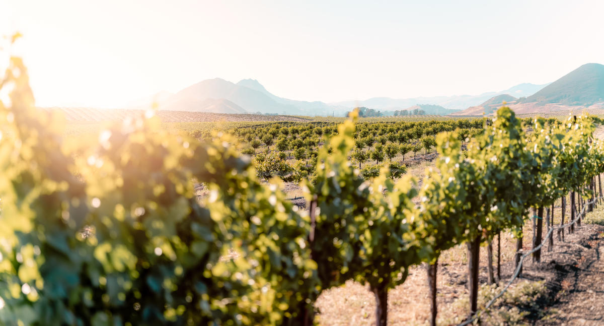 Edna Valley, CA | Restaurants, Hotels, Things to Do & Wineries