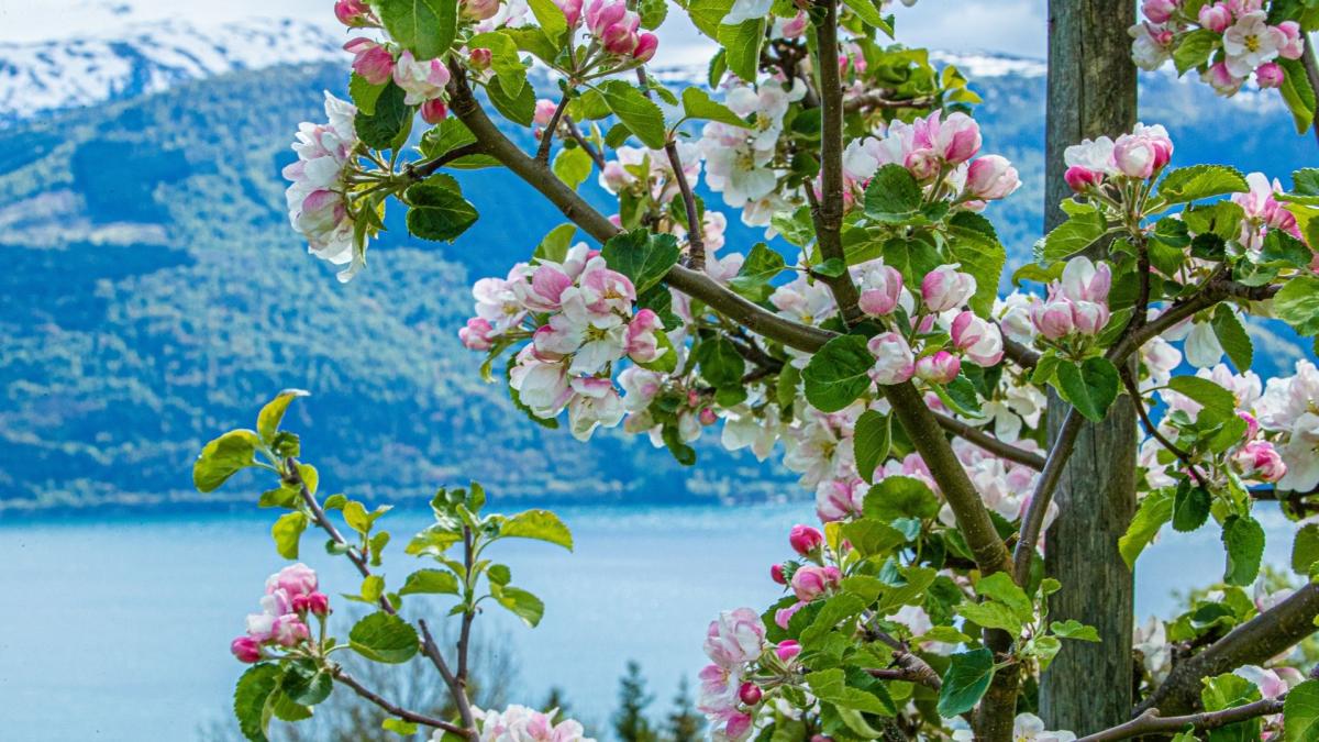 Fjord Village Leikanger
