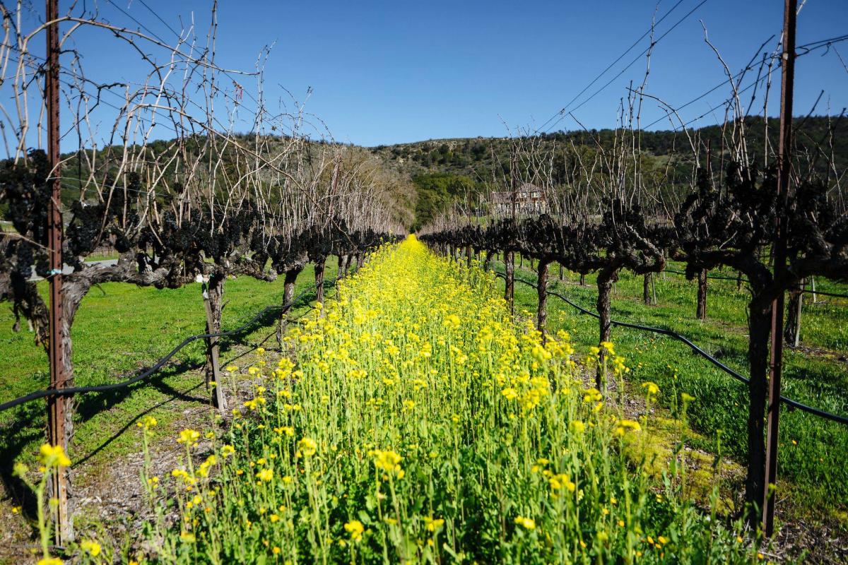 Sonoma Valley Articles, Photos, and Other Media