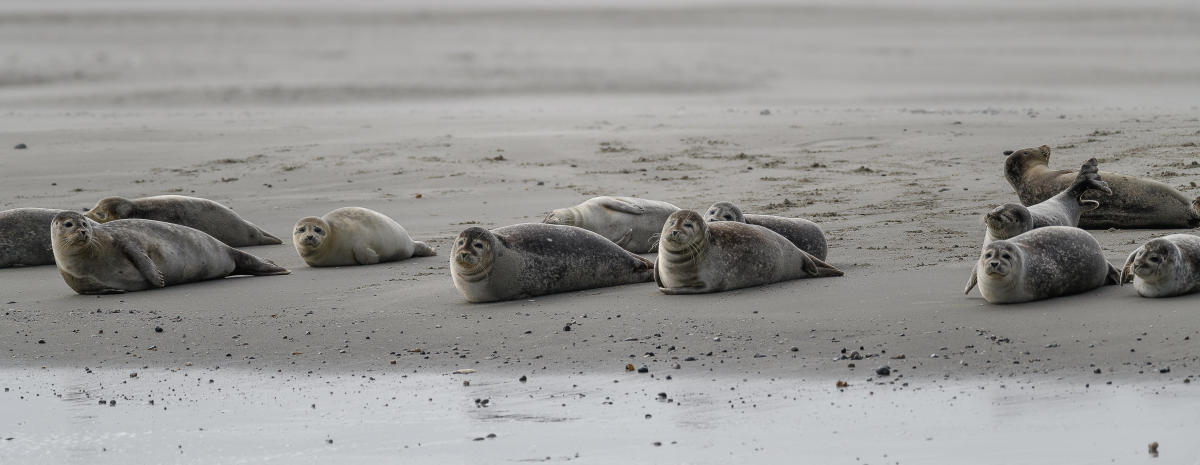 Learn about the Rhode Island seals and where and how to catch a glimpse ...