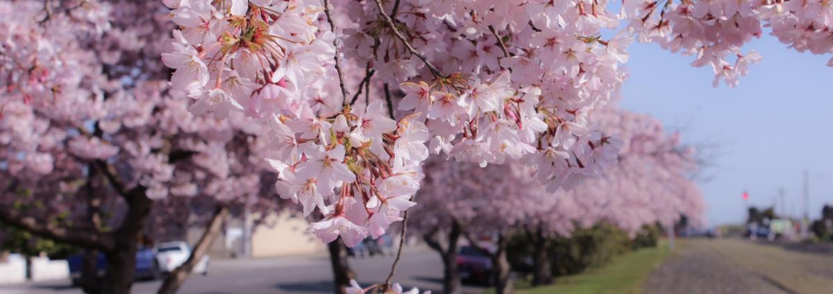 Spring Event Guide | Southland, New Zealand