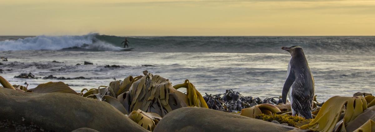Southern Scenic Route | Southland, New Zealand