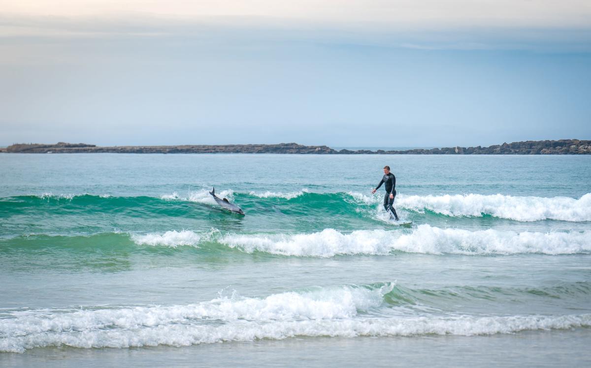 Pahu Hector's Dolphins | Southland, New Zealand
