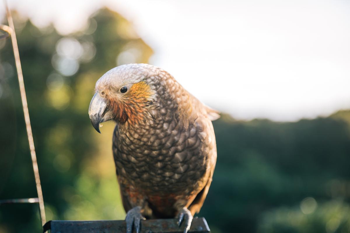 Kākā | Southland, New Zealand