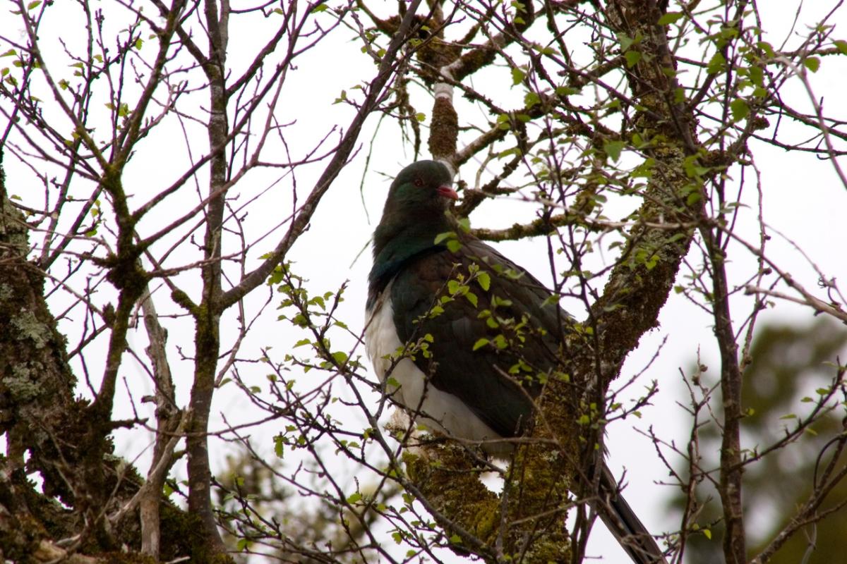 Kererū | Southland, New Zealand