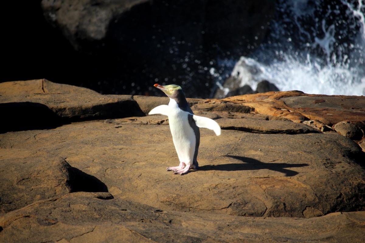 New Zealand Penguins Protect Our Penguins | Forest And Bird