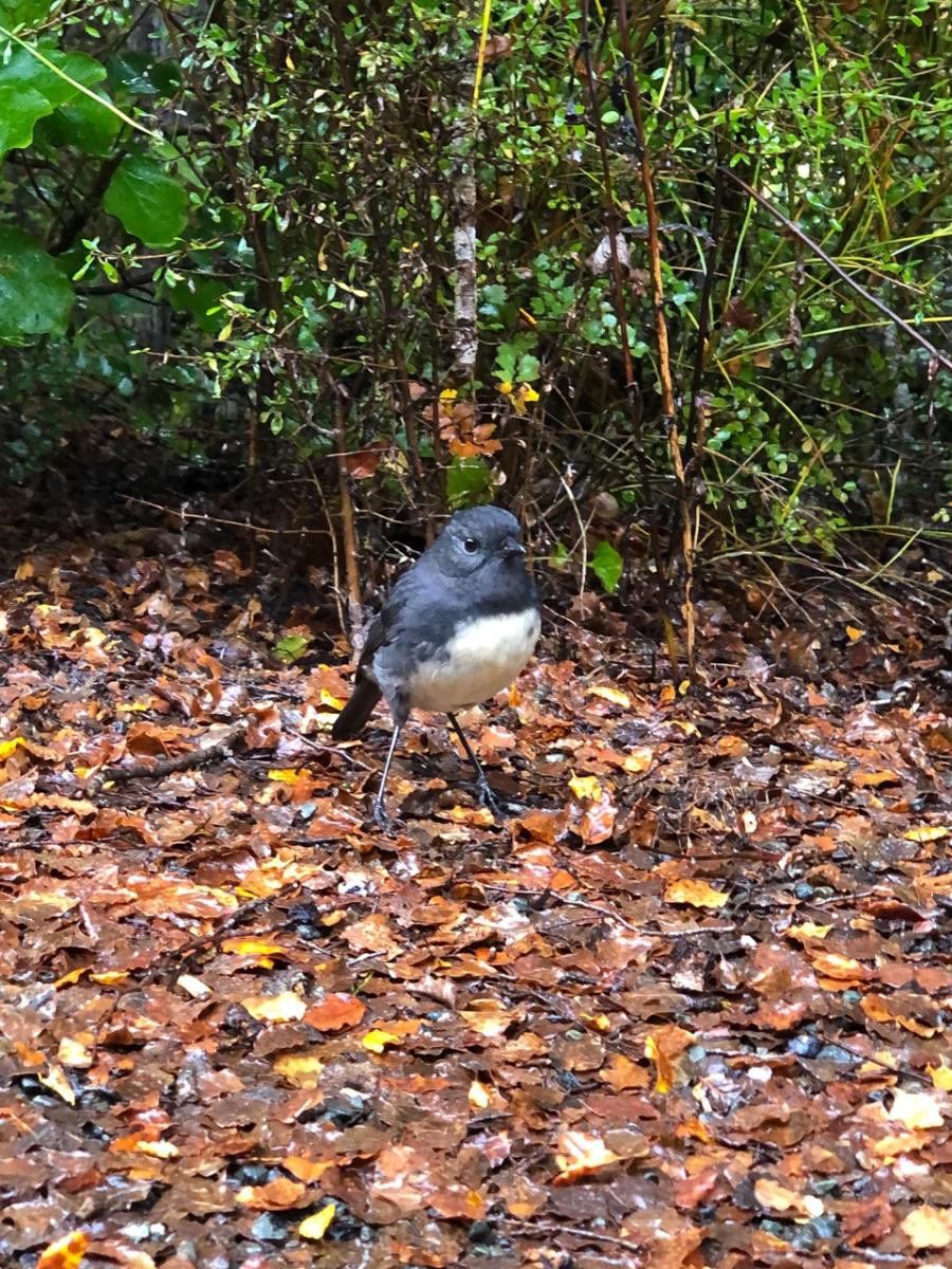 Kakaruwai / South Island Robin | Southland, New Zealand