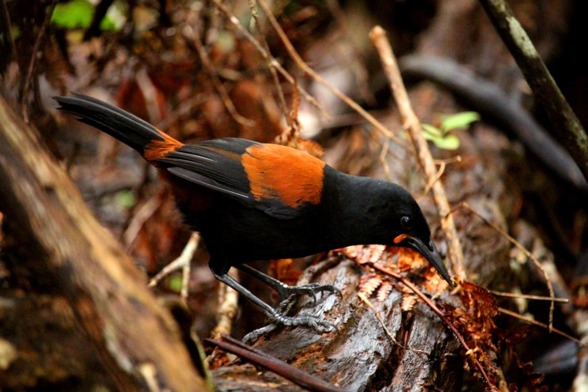 Tīeke / Saddleback | Southland, New Zealand